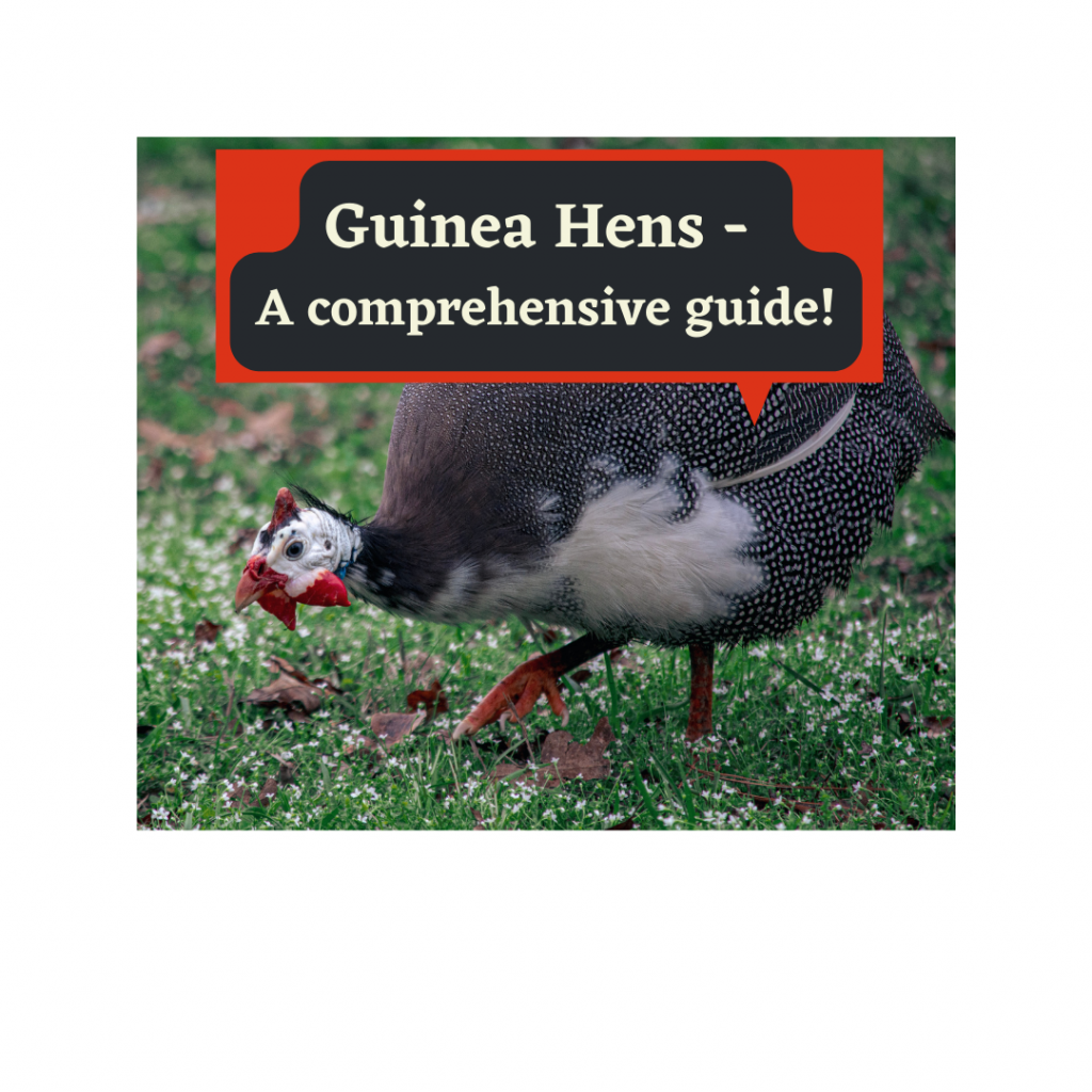 Guinea Hens (Fowl) - A comprehensive guide - My Chicken Guide