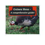 Guinea Hens (Fowl) - A comprehensive guide - My Chicken Guide