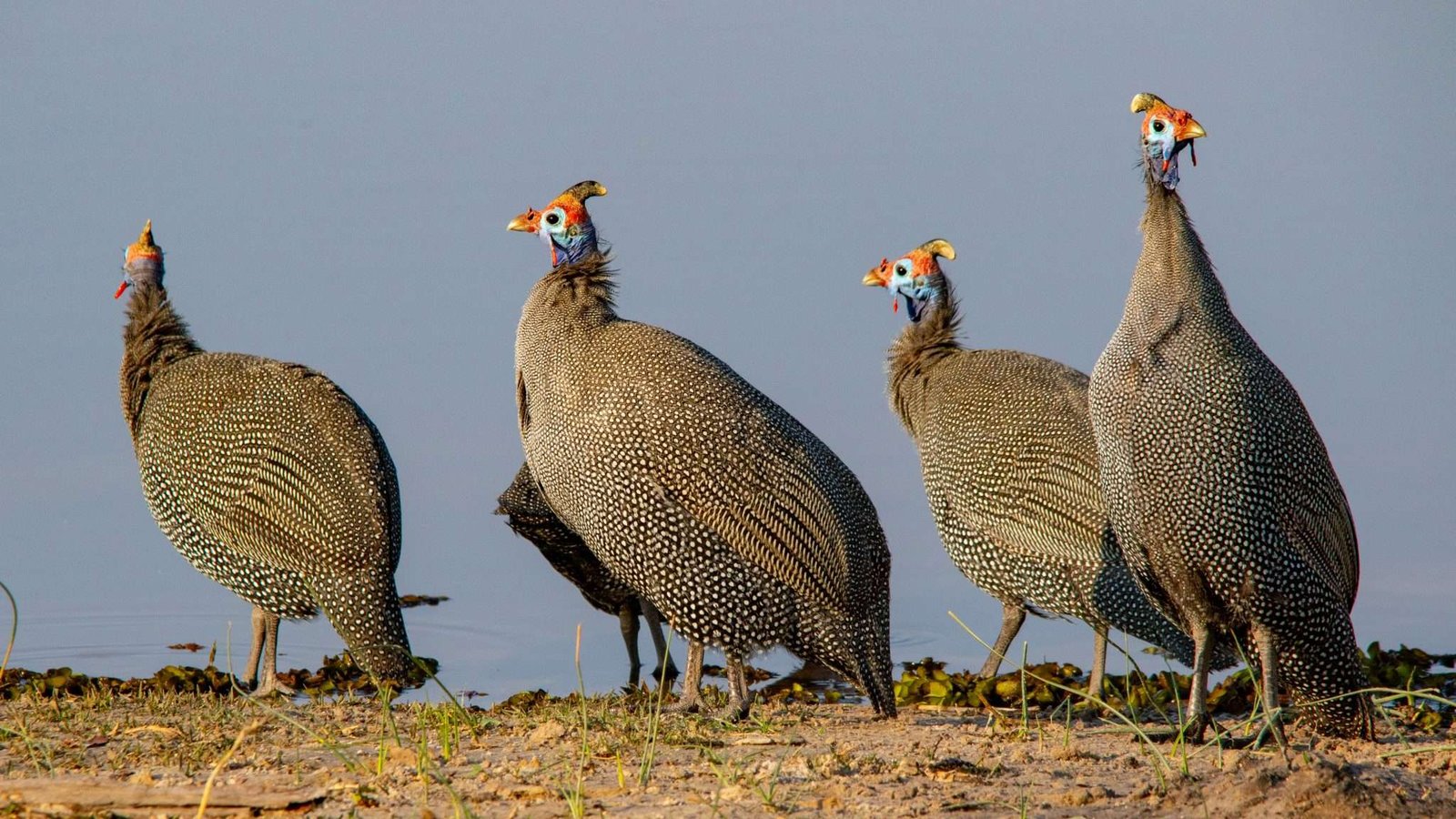 Guinea Hens (Fowl) - A comprehensive guide - My Chicken Guide