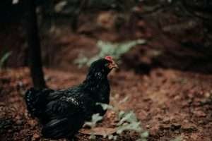 Bantam Chickens: A Detailed Guide. - My Chicken Guide