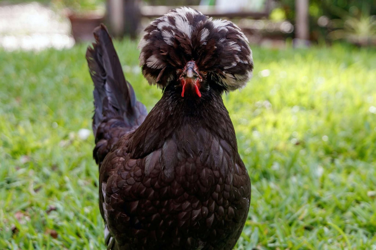 Bantam Chickens: A Detailed Guide. - My Chicken Guide
