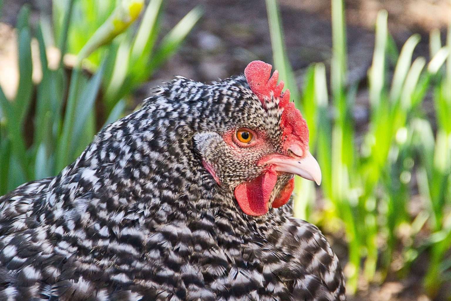 How Long Do Chickens Live? The 15 Most Popular Breeds Reviewed - My ...