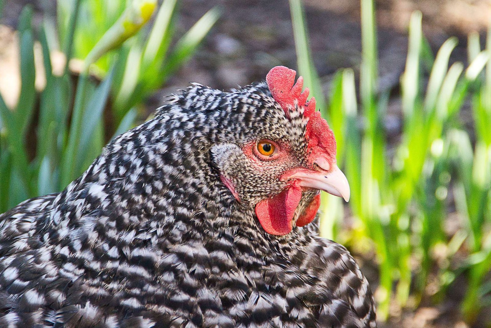 Breeds - My Chicken Guide