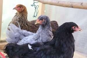 Brahma Chicken: The Total Guide. - My Chicken Guide