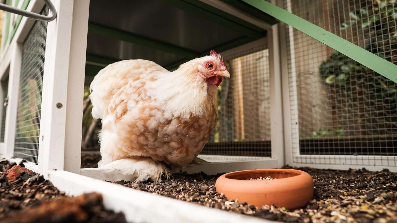 How to keep hawks away from chickens? The 10 best and proven methods ...