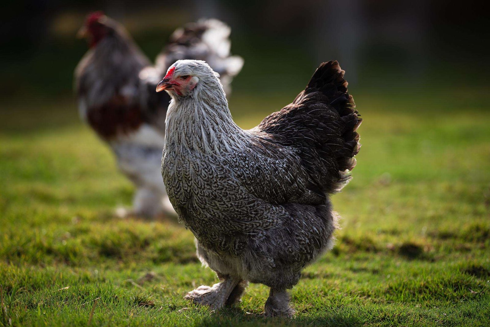 Brahma Chicken: The Total Guide. - My Chicken Guide