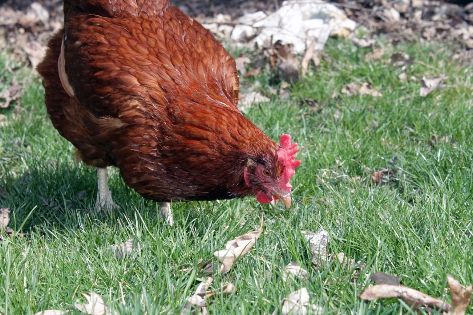 Rhode Island Red: The Full Guide in 2024 - My Chicken Guide