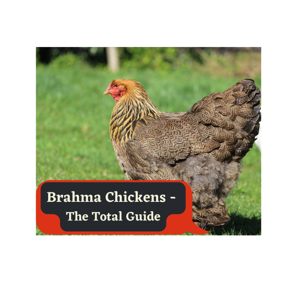 Brahma Chicken: The Total Guide. - My Chicken Guide