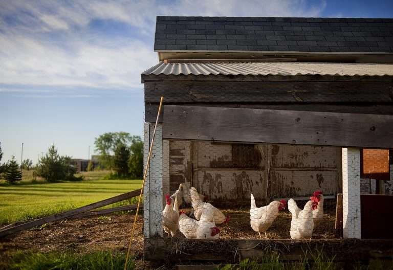 How to keep hawks away from chickens? The 10 best and proven methods ...