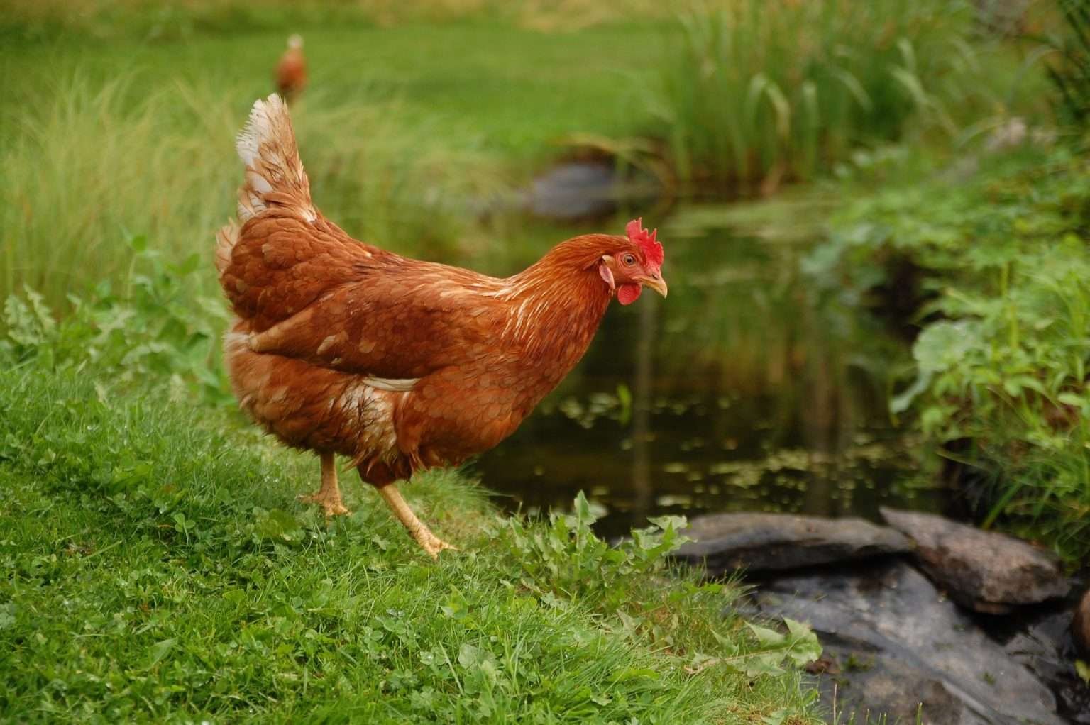 Can Chickens Swim? The Answer May Surprise You! - My Chicken Guide