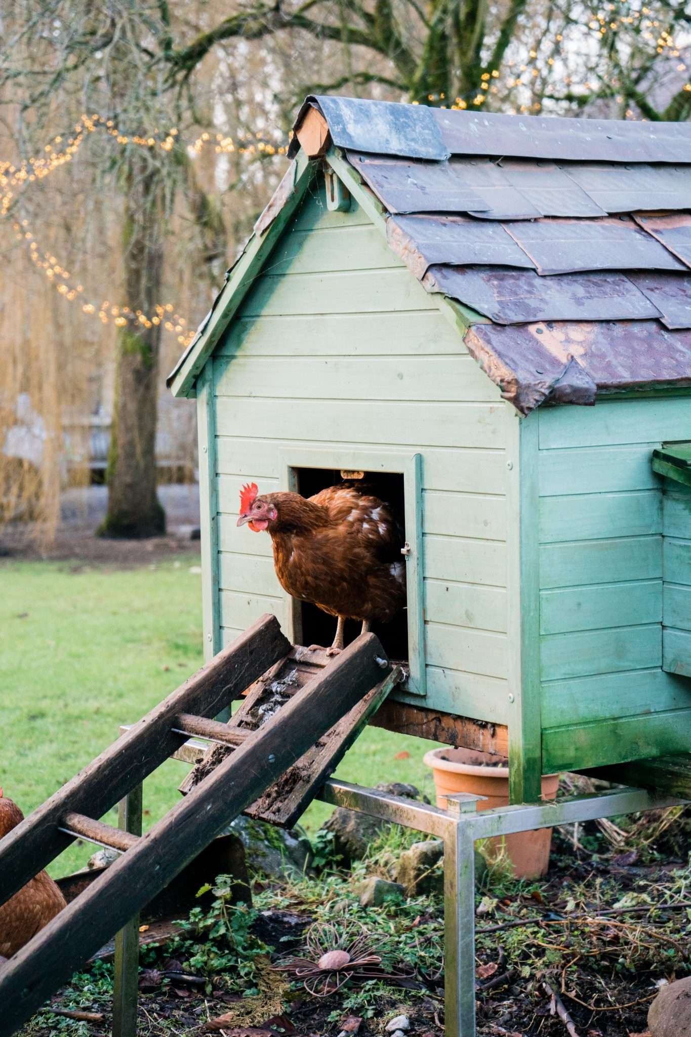 Best Roofing for Chicken Coops in 2025 (Updated August 2025) - My ...