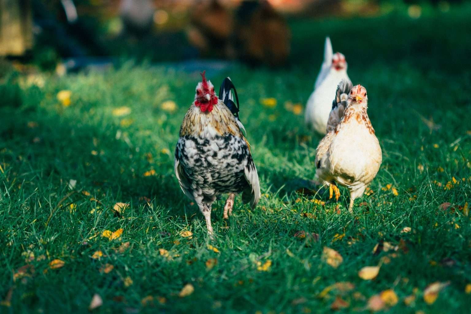 10 Small Chickens! Miniature chickens ranked from the smallest chicken ...