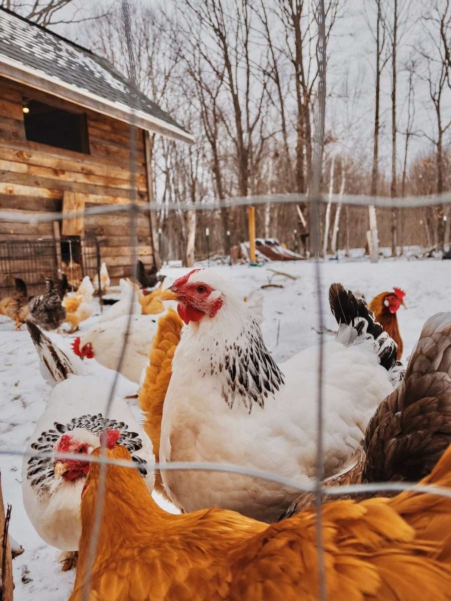 How Cold Can Chickens Tolerate? The 10 Most Effective Tips For Winter ...