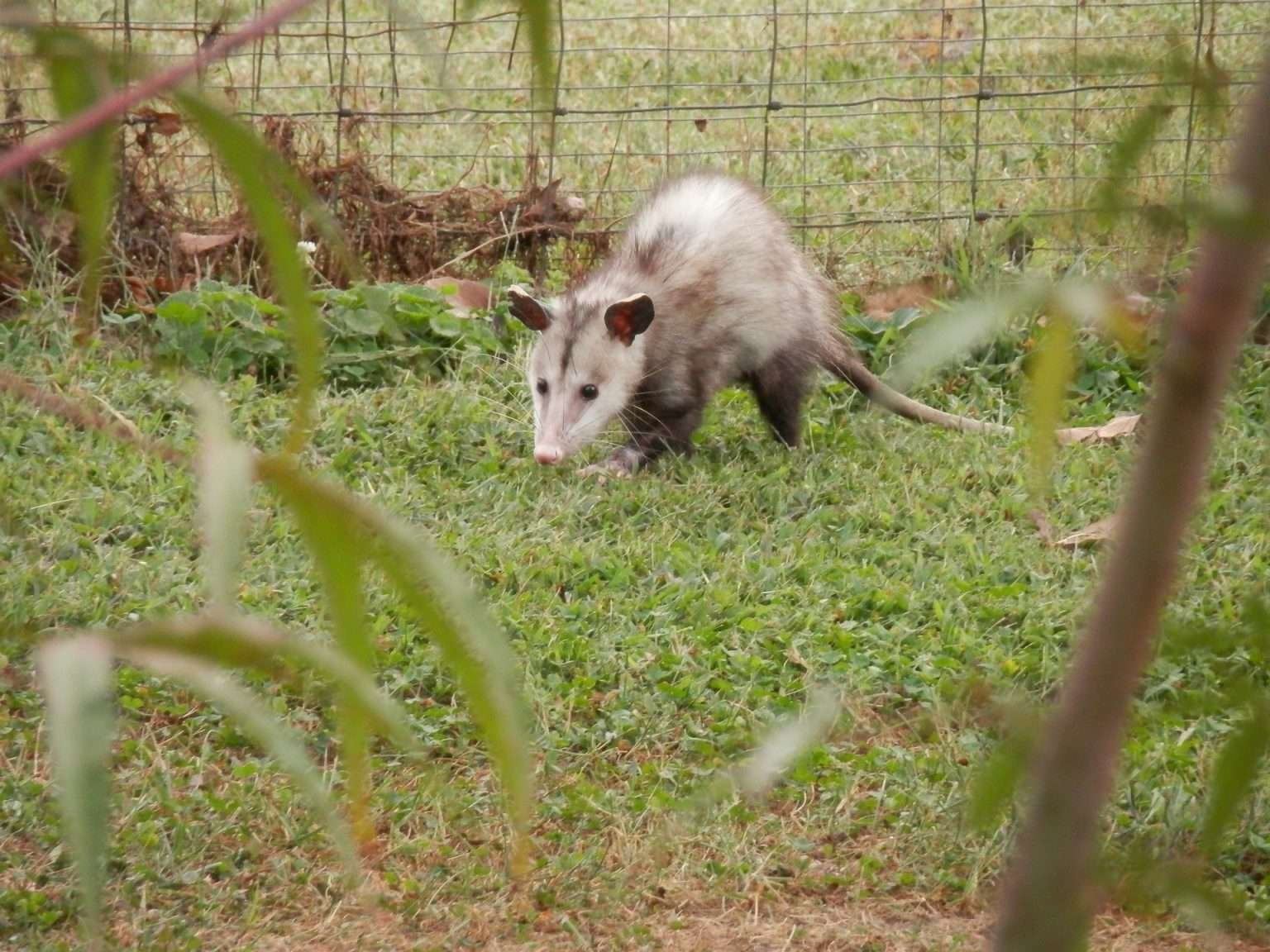 Do Possums Eat Chickens? Best Ways to Protect Your Flock in 2026 ...
