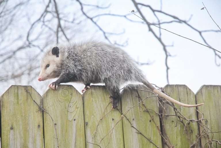 Do Possums Eat Chickens? Best Ways to Protect Your Flock in 2026 ...