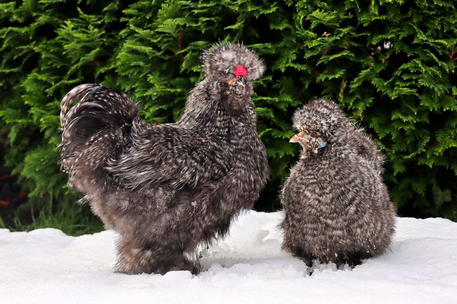 How Cold Can Chickens Tolerate? The 10 Most Effective Tips For Winter ...