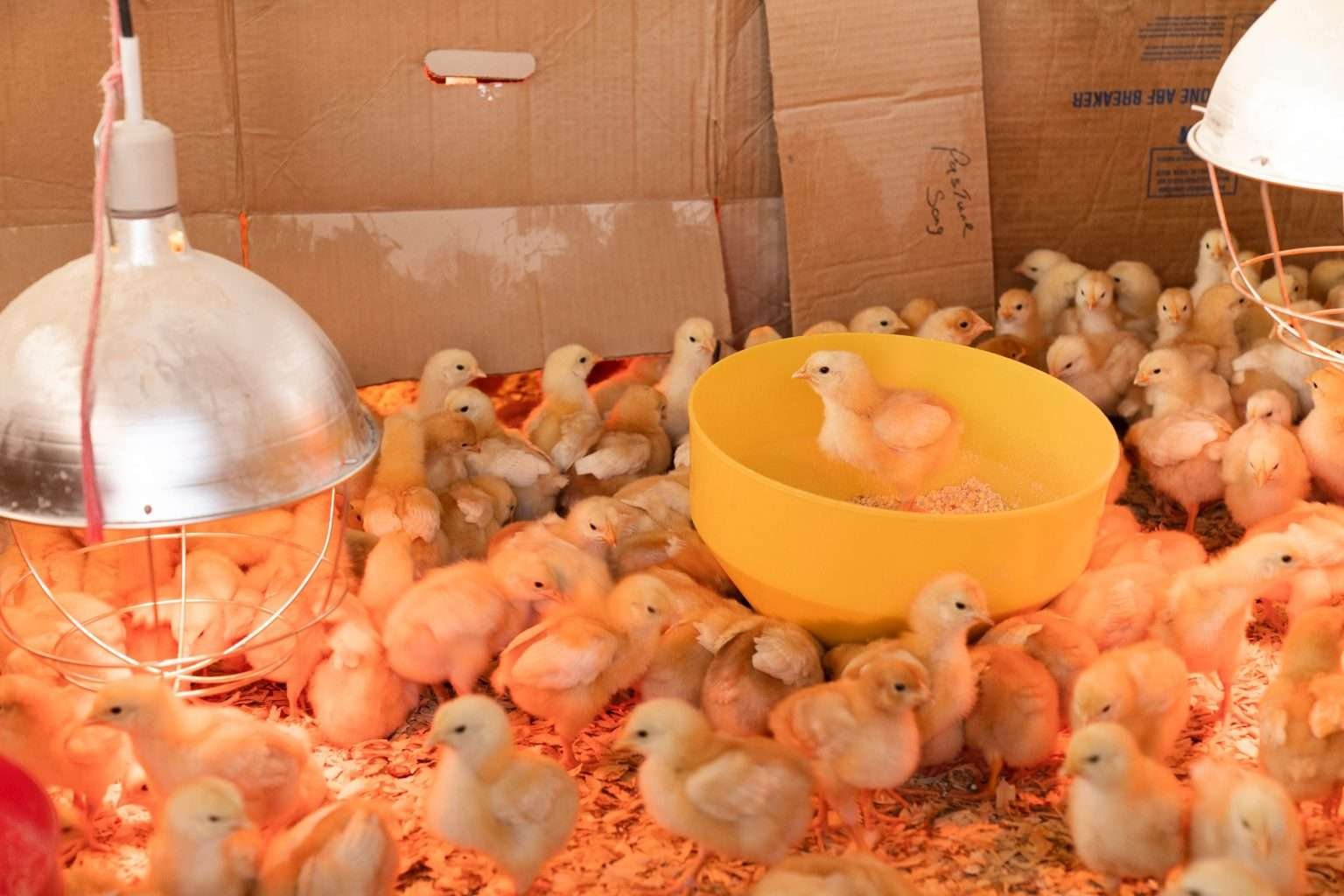 How Cold Can Chickens Tolerate? The 10 Most Effective Tips For Winter ...