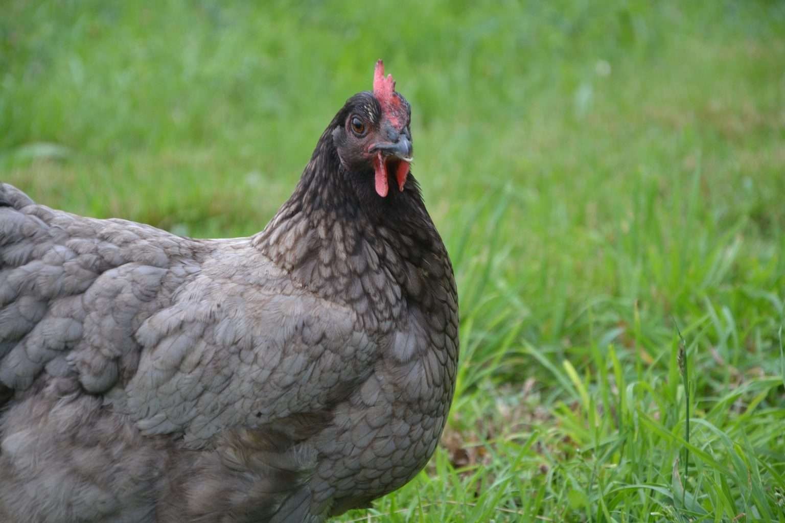 Sapphire Gem Chicken - All You Should Know About This Beautiful Breed ...