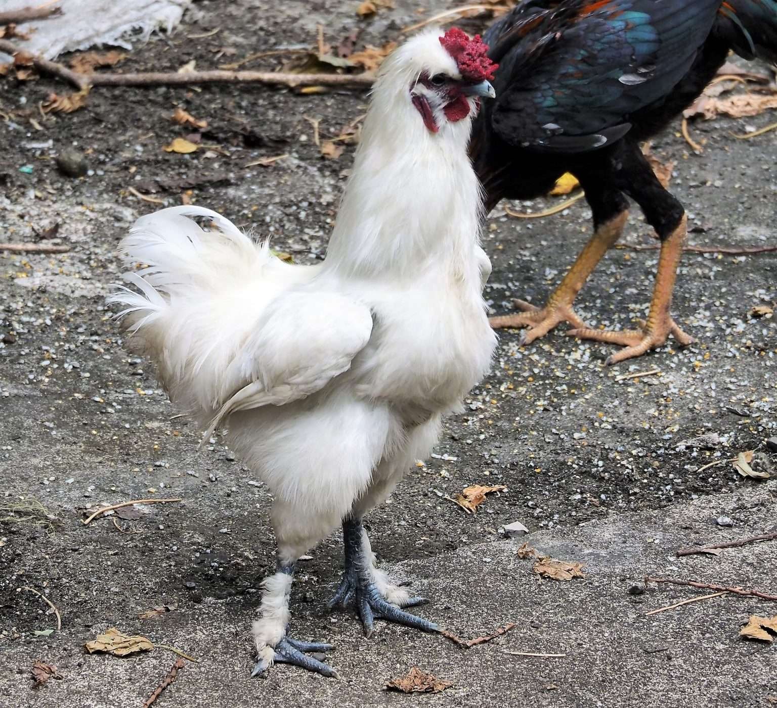 The 10 Most Popular Breeds of White Chickens Found Worldwide in 2024 ...