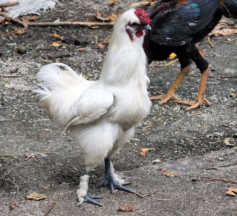 The 10 Most Popular Breeds of White Chickens Found Worldwide in 2024 ...