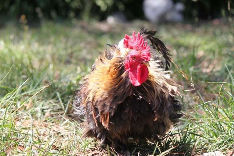 Frizzle Chickens - The Uniquely Fabulously Feathered Chicken! - My ...