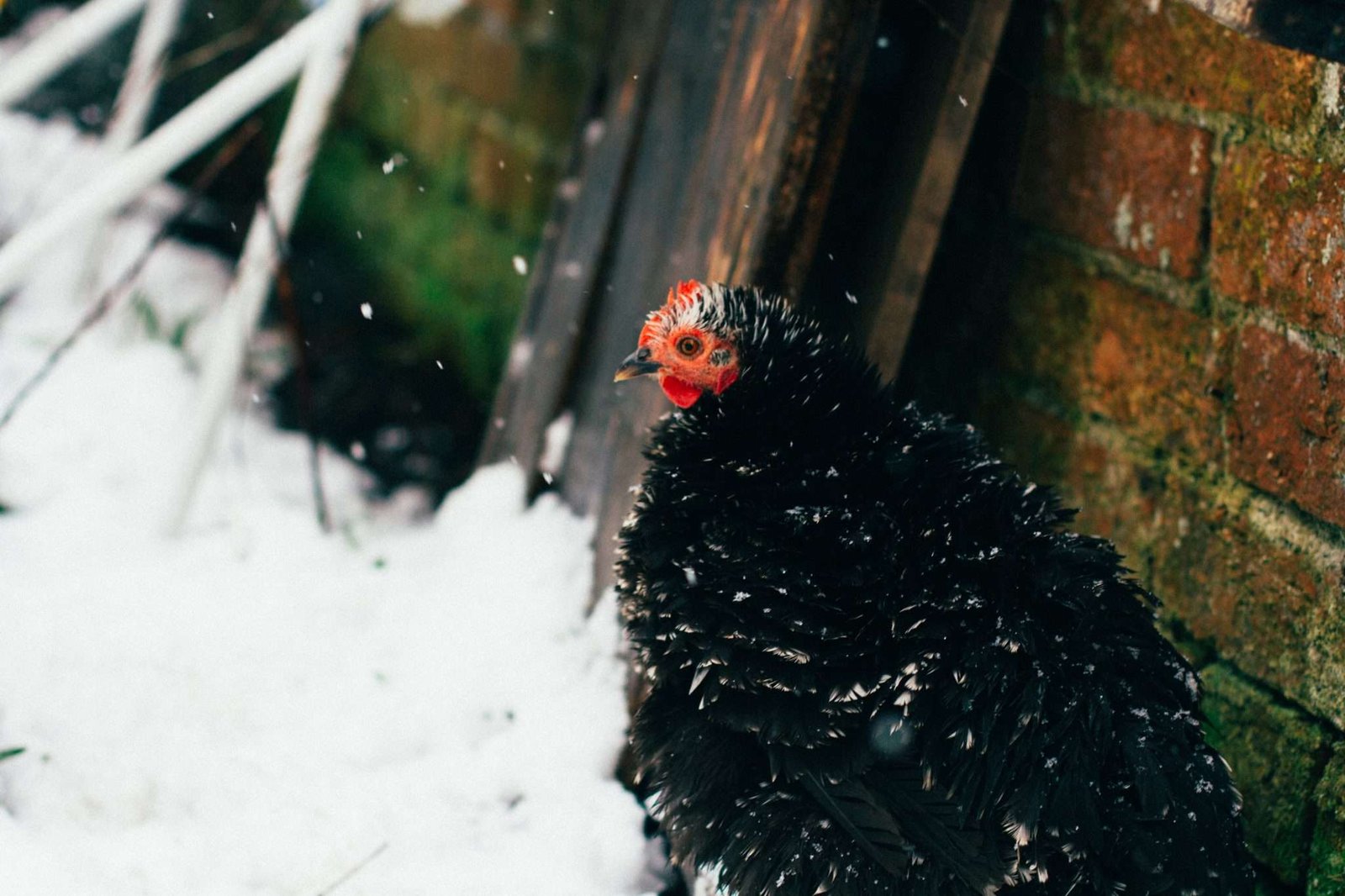 Frizzle Chickens - The Uniquely Fabulously Feathered Chicken! - My ...