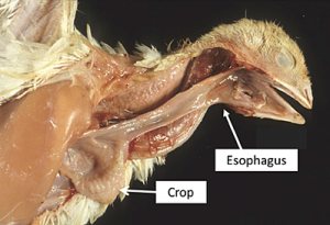 Sour Crop in Chickens - Causes, Recommended Treatment and Prevention in ...