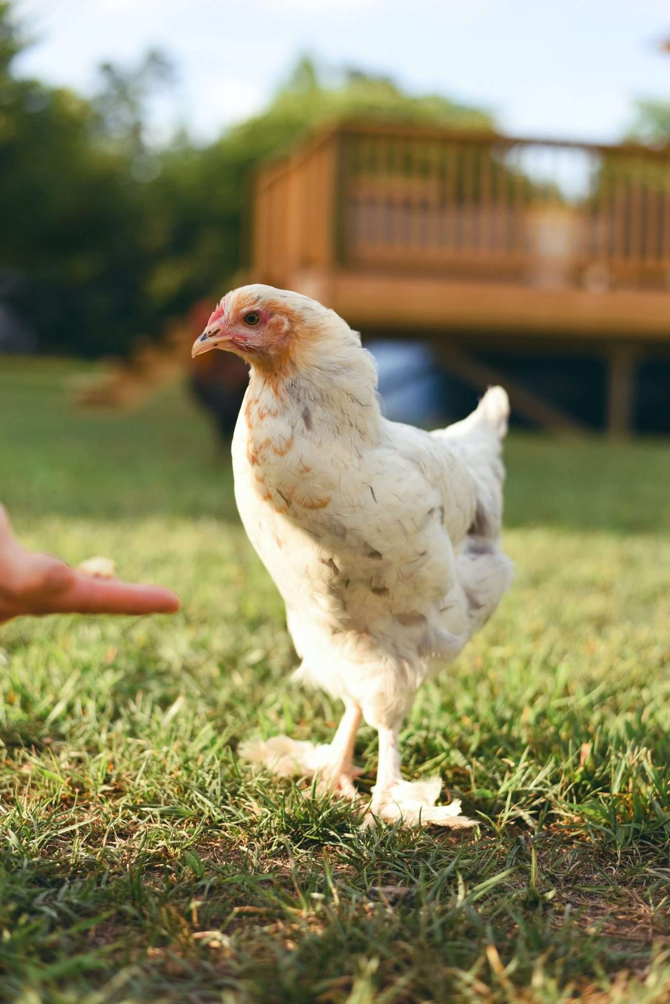 Top 10 Gorgeous Chickens with Feathered Feet! - My Chicken Guide
