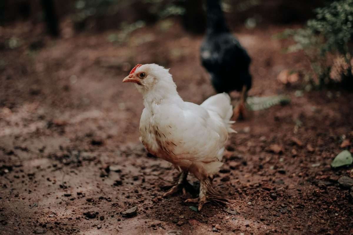 Top 10 Gorgeous Chickens with Feathered Feet! - My Chicken Guide