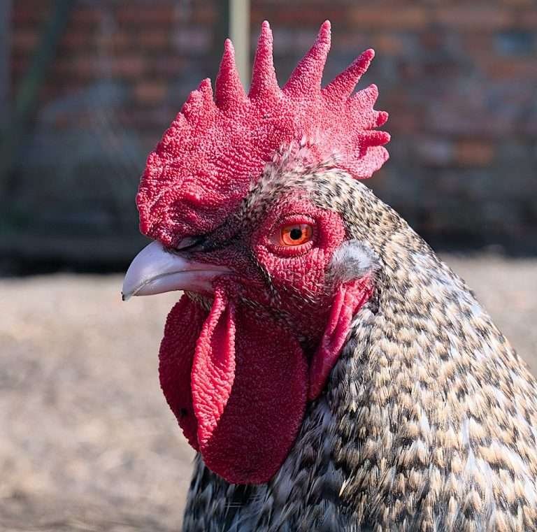 What is the Biggest Chicken Breed? The 10 Largest Chickens Worldwide ...