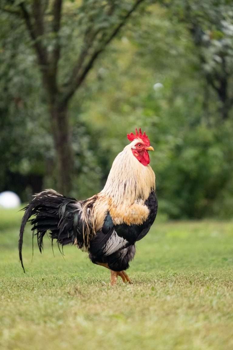 What is the Biggest Chicken Breed? The 10 Largest Chickens Worldwide ...