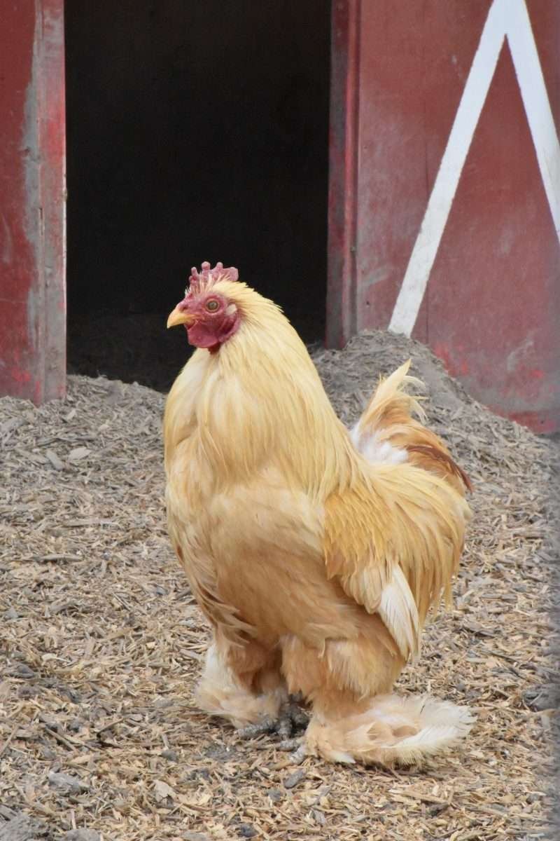 What is the Biggest Chicken Breed? The 10 Largest Chickens Worldwide ...