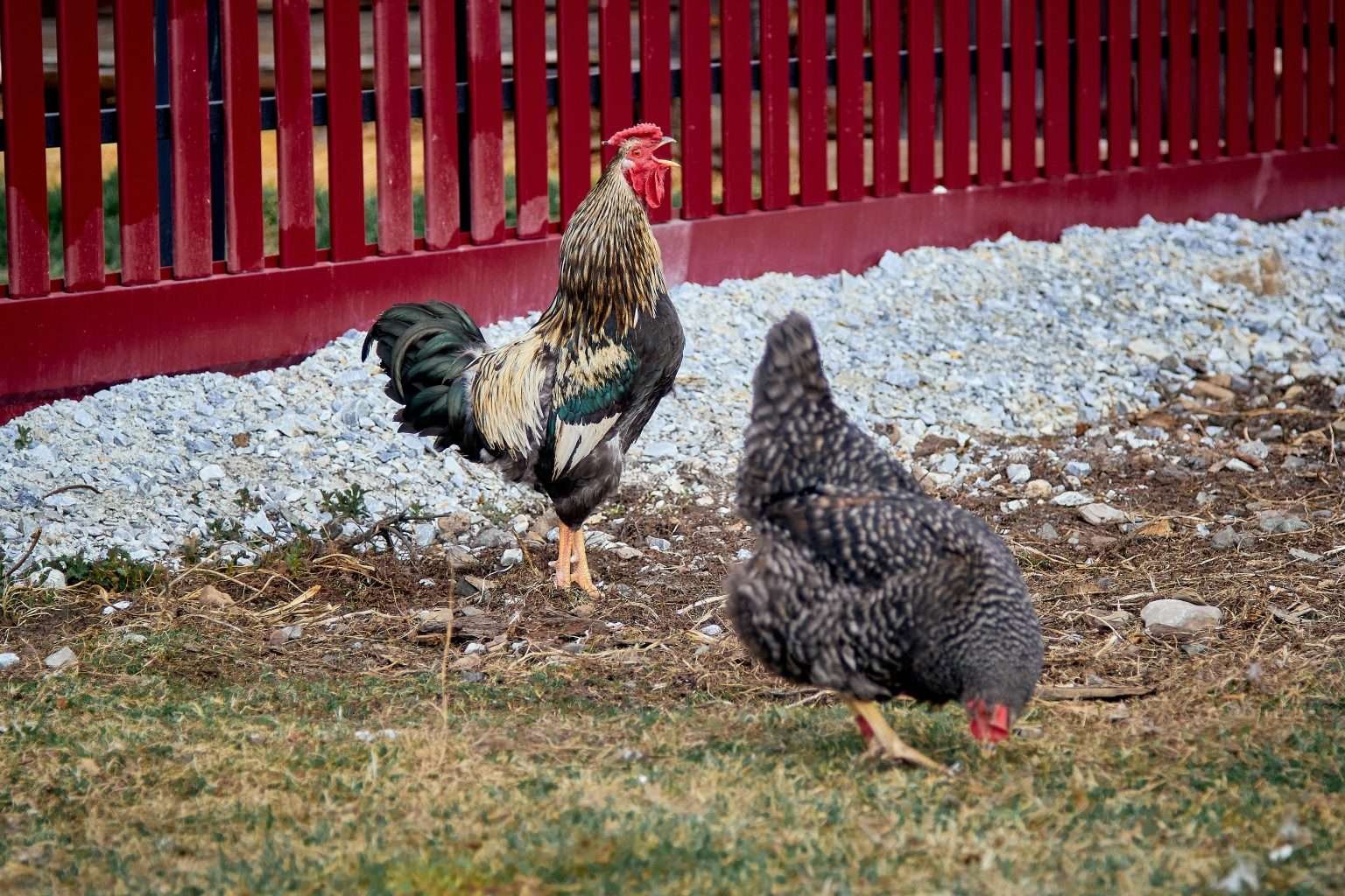 Rooster Chickens Vs Hen Chickens. What is the Difference and Should You Keep a Rooster? - My ...