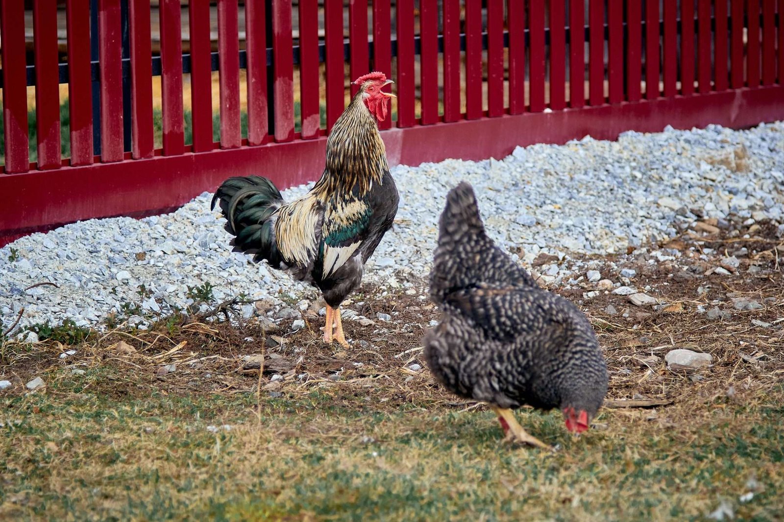 Rooster Chickens Vs Hen Chickens. What is the Difference and Should You ...
