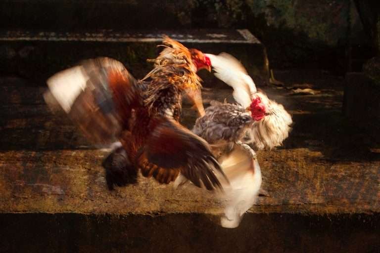 Rooster Chickens Vs Hen Chickens. What is the Difference and Should You ...