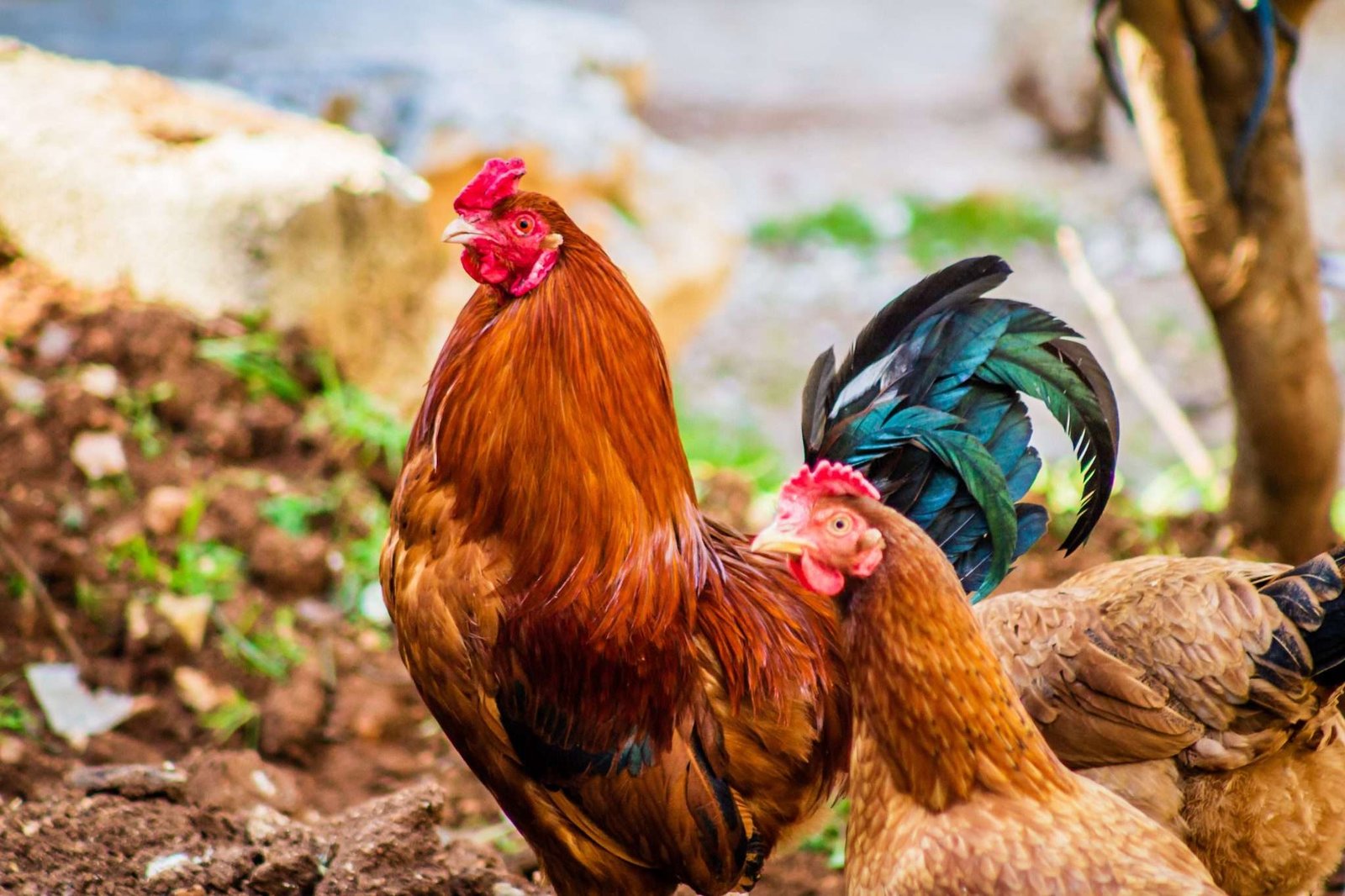 Rooster Chickens Vs Hen Chickens. What is the Difference and Should You ...