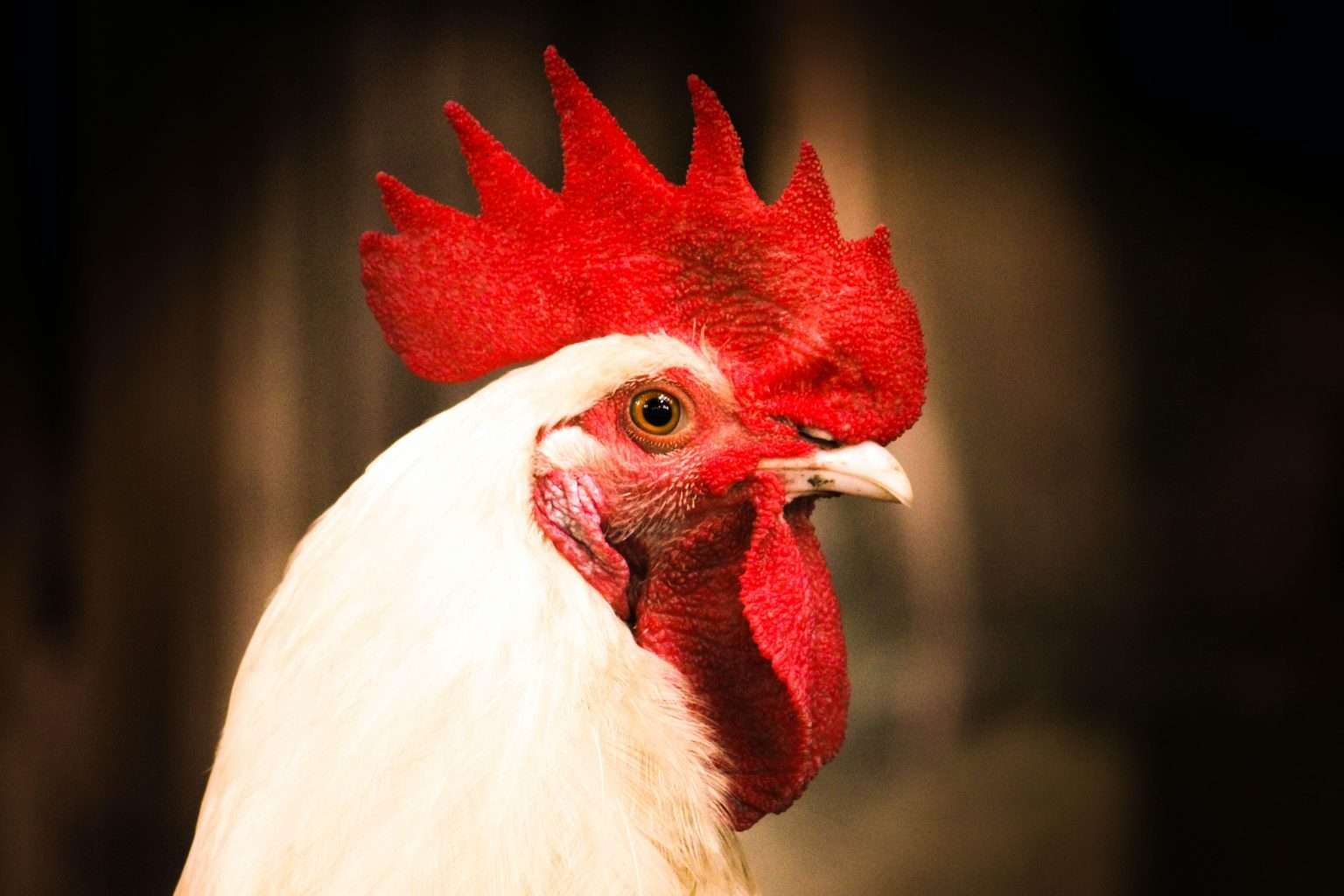 The 10 Most Popular Breeds of White Chickens Found Worldwide in 2024 ...