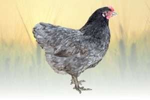 The 10 Most Popular Breeds of Blue Chickens Found Worldwide in 2026 ...