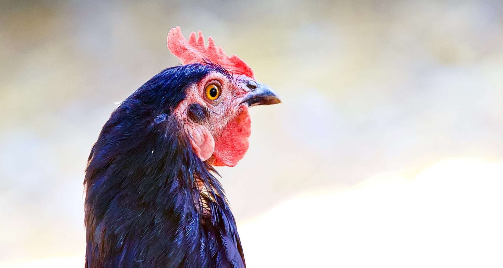 The 10 Most Popular Breeds of Blue Chickens Found Worldwide in 2026 ...