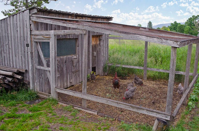 Lash Eggs in Chickens (Salpingitis) - Causes, Treatment and Prevention ...